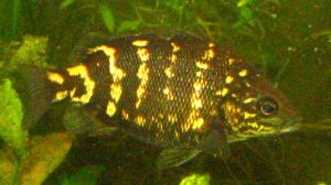 Rainbows - Aussie Fish Aquatics