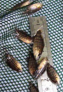 Rainbows - Aussie Fish Aquatics