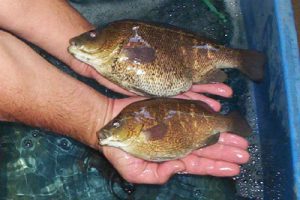 Rainbows - Aussie Fish Aquatics