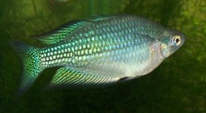 Rainbows - Aussie Fish Aquatics