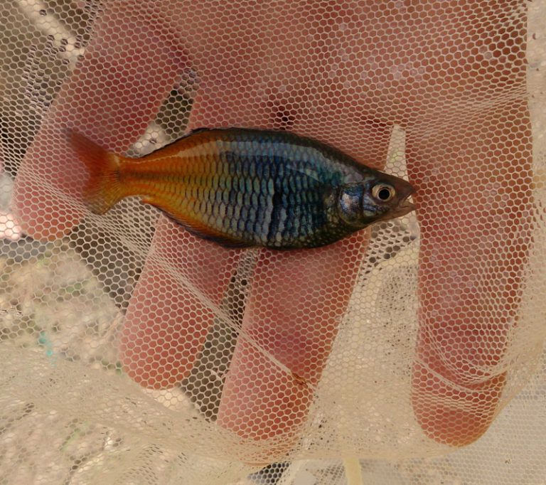 Rainbows - Aussie Fish Aquatics