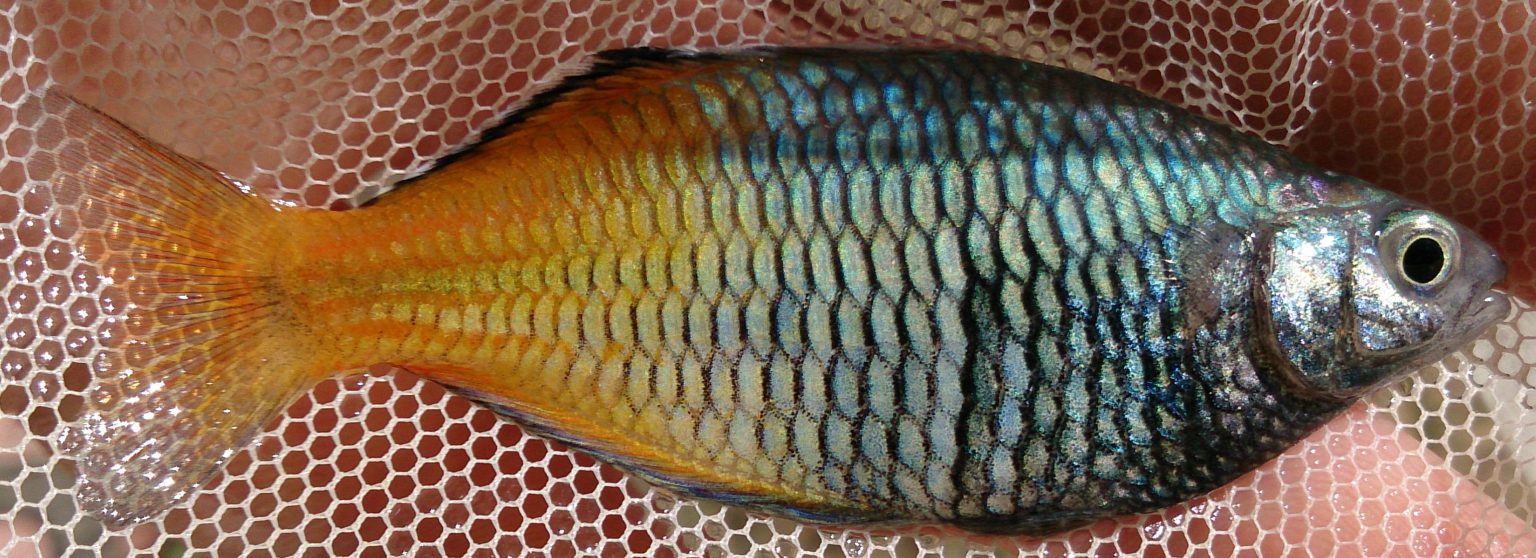 Rainbows - Aussie Fish Aquatics