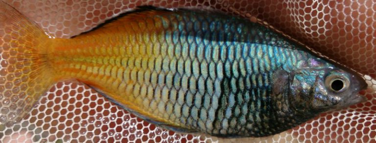 Rainbows - Aussie Fish Aquatics