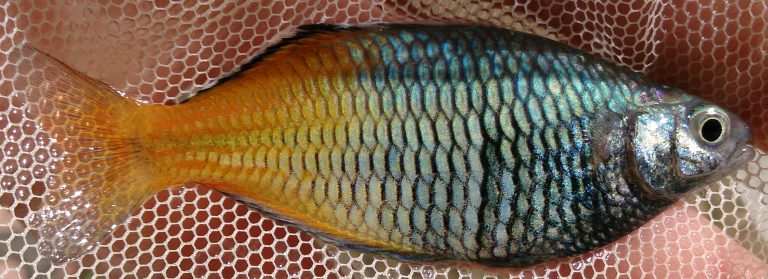 Rainbows - Aussie Fish Aquatics