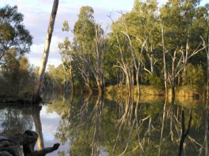 Rainbows - Aussie Fish Aquatics