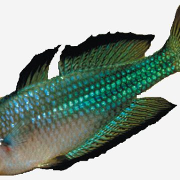 Rainbows - Aussie Fish Aquatics