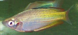Rainbows - Aussie Fish Aquatics