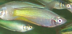 Rainbows - Aussie Fish Aquatics