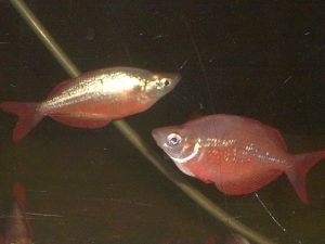 Rainbows - Aussie Fish Aquatics