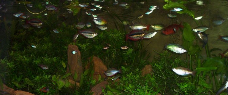 Rainbows - Aussie Fish Aquatics