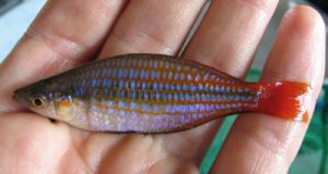 Rainbows - Aussie Fish Aquatics