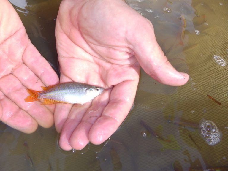 Rainbows - Aussie Fish Aquatics