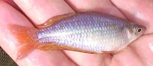 Rainbows - Aussie Fish Aquatics