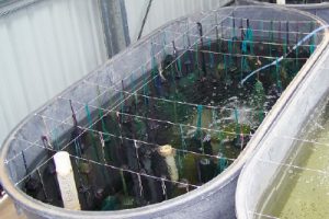 Rainbows - Aussie Fish Aquatics