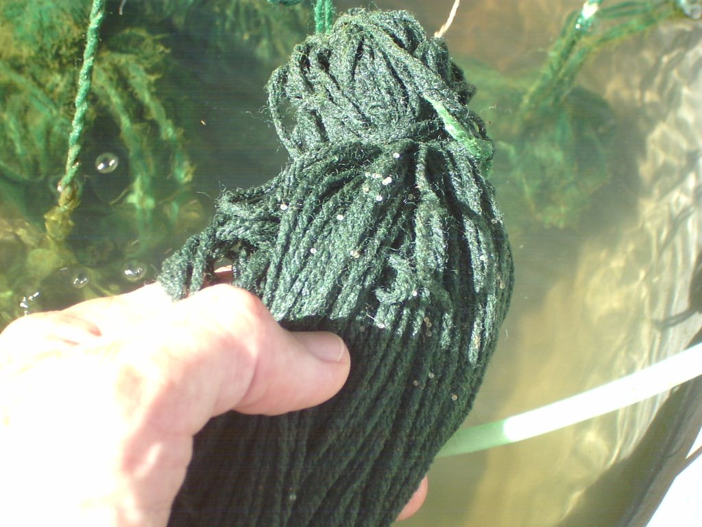 Rainbows - Aussie Fish Aquatics