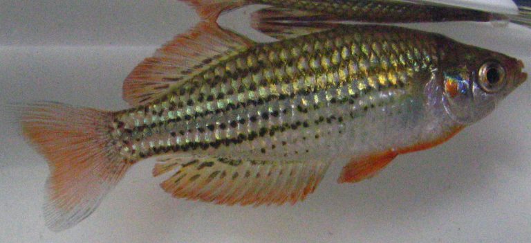 Rainbows - Aussie Fish Aquatics