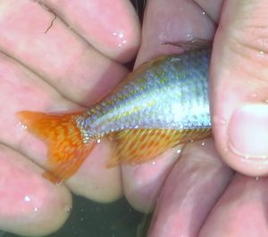 Rainbows - Aussie Fish Aquatics