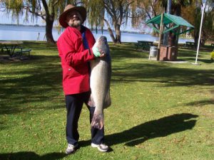 Murray Cod - Aussie Fish Aquatics