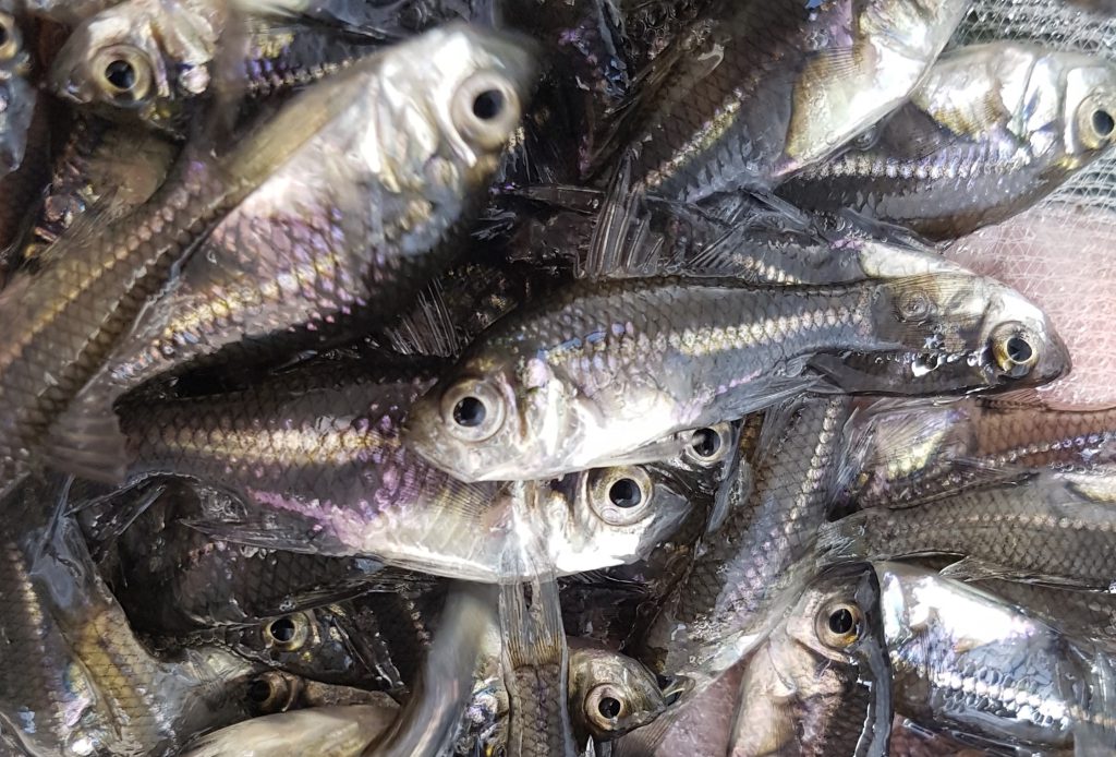 Mosquito Control - Aussie Fish Aquatics