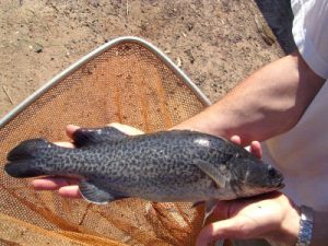 Aquaponics - Aussie Fish Aquatics