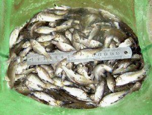Australian Bass - Aussie Fish Aquatics