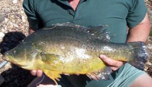 Perch - Aussie Fish Aquatics