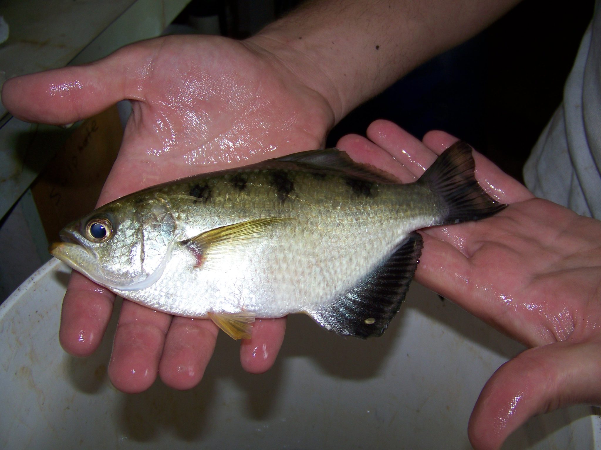 Native Aquarium Fish - Aussie Fish Aquatics