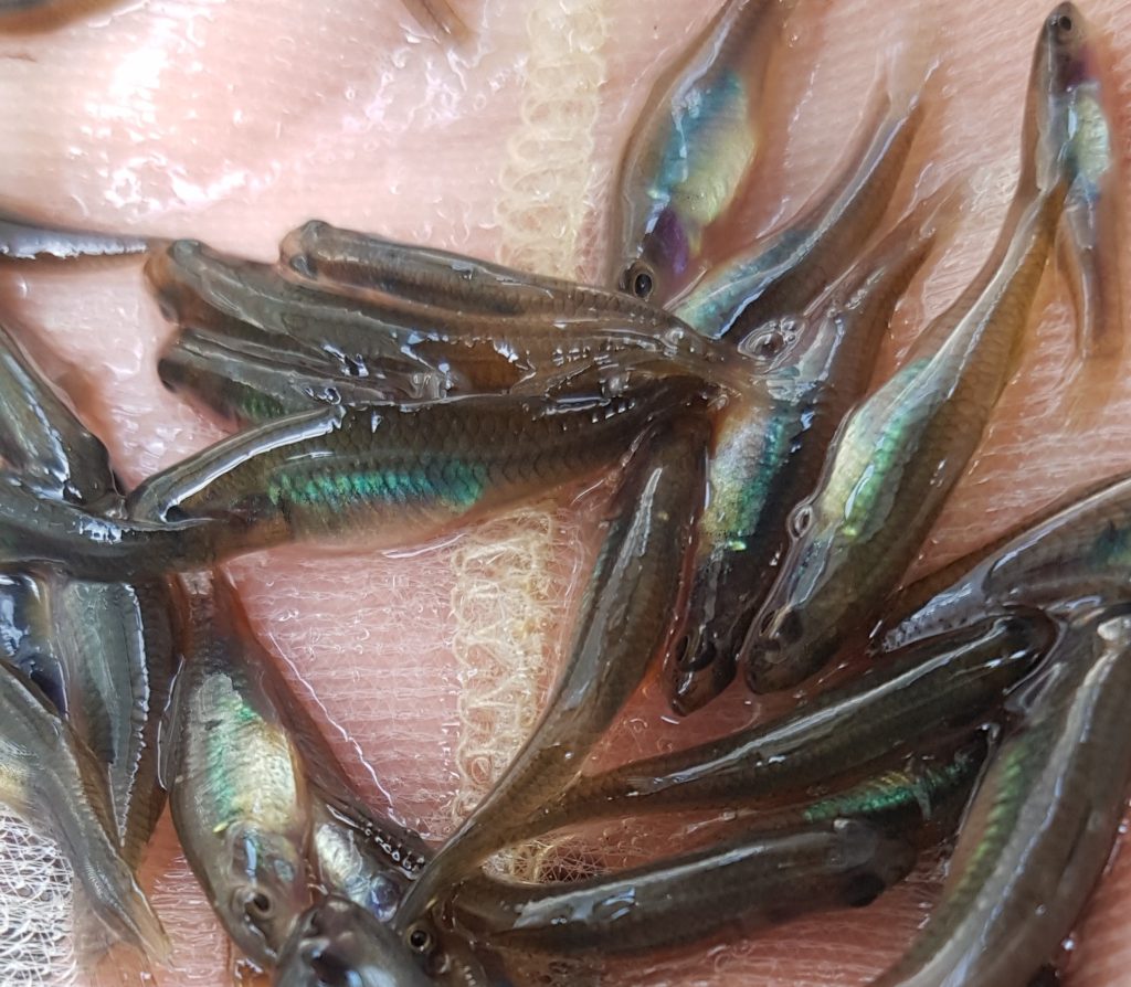 Mosquito Control - Aussie Fish Aquatics