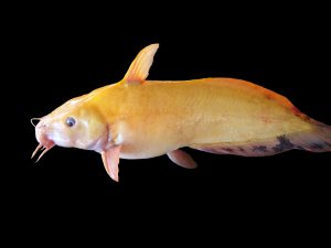 Catfish - Aussie Fish Aquatics
