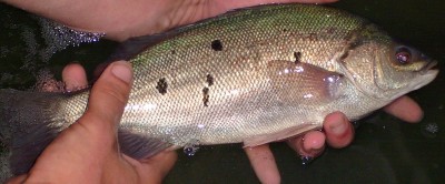 Perch - Aussie Fish Aquatics