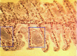 Fish Health and Biosecurity - Aussie Fish Aquatics