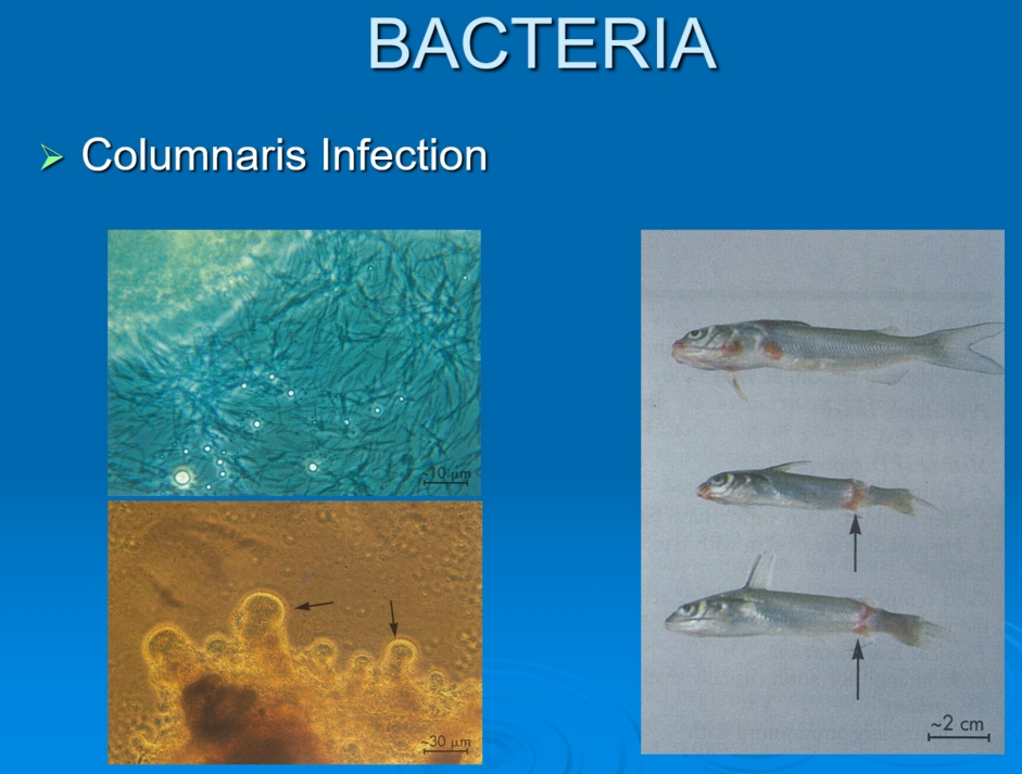 Fish Health and Biosecurity - Aussie Fish Aquatics