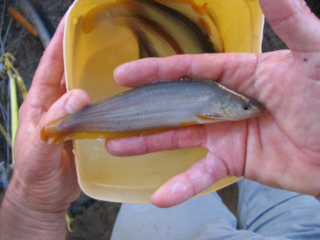 Catfish - Aussie Fish Aquatics