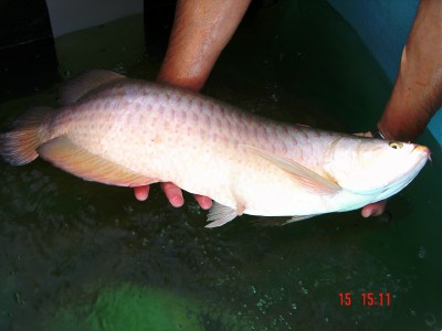 Fish for Farm Dams - Aussie Fish Aquatics