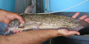 Fish for Farm Dams - Aussie Fish Aquatics