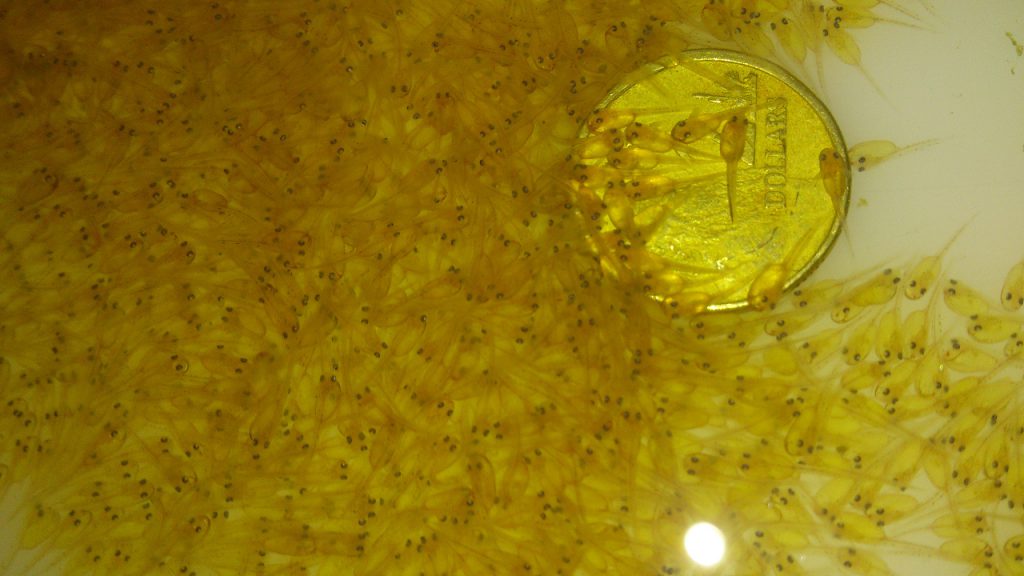 Catfish - Aussie Fish Aquatics