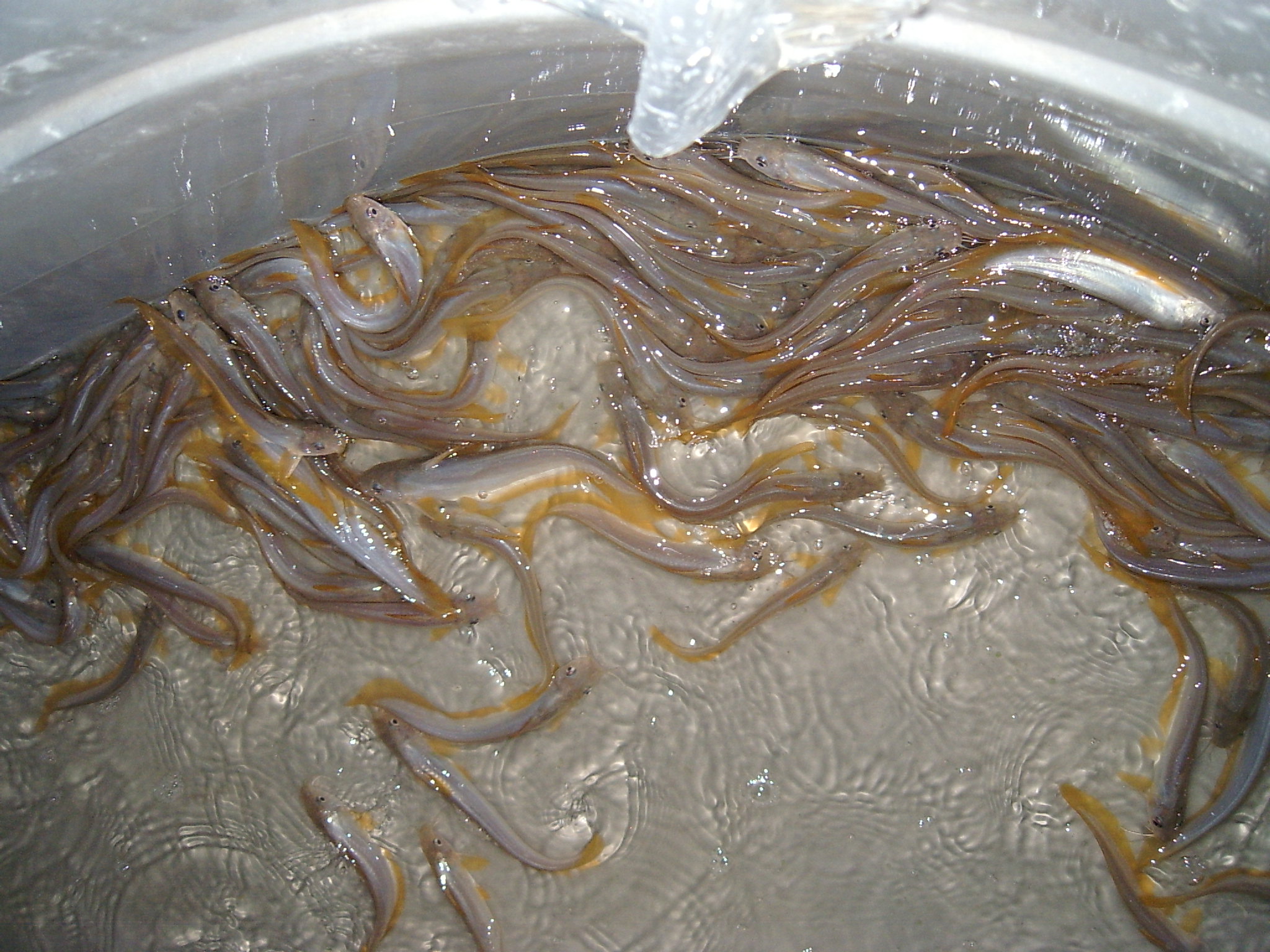 Catfish - Aussie Fish Aquatics