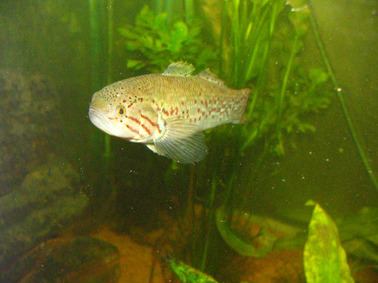 Native Aquarium Fish - Aussie Fish Aquatics