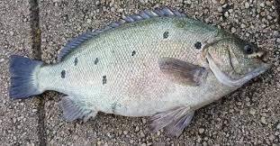 Perch - Aussie Fish Aquatics