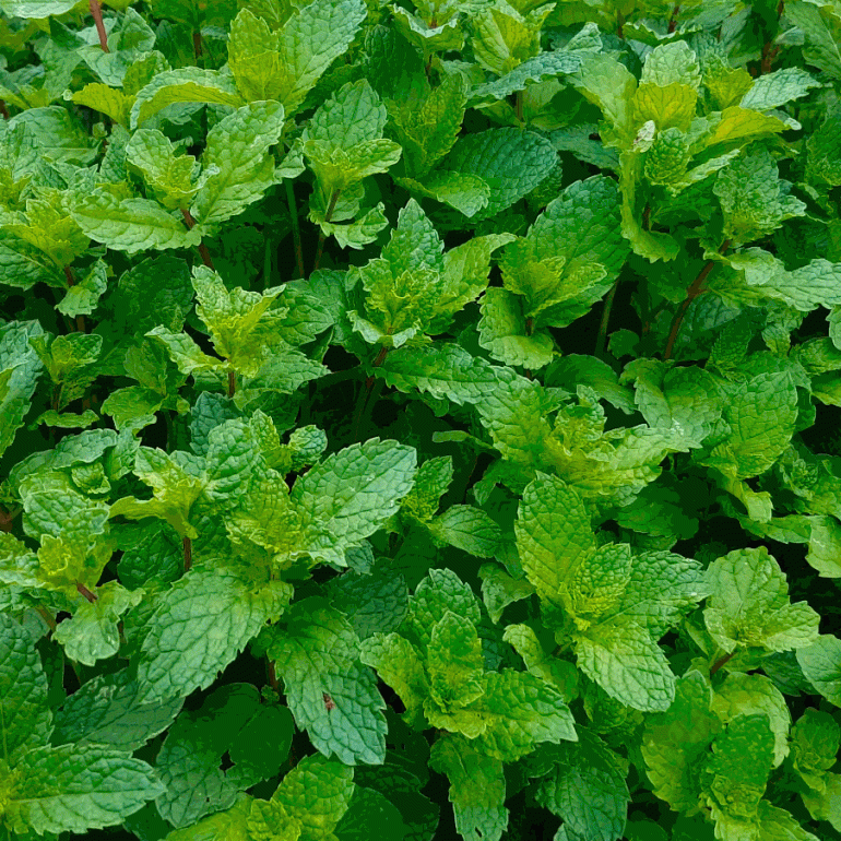 Aquaponics - Aussie Fish Aquatics