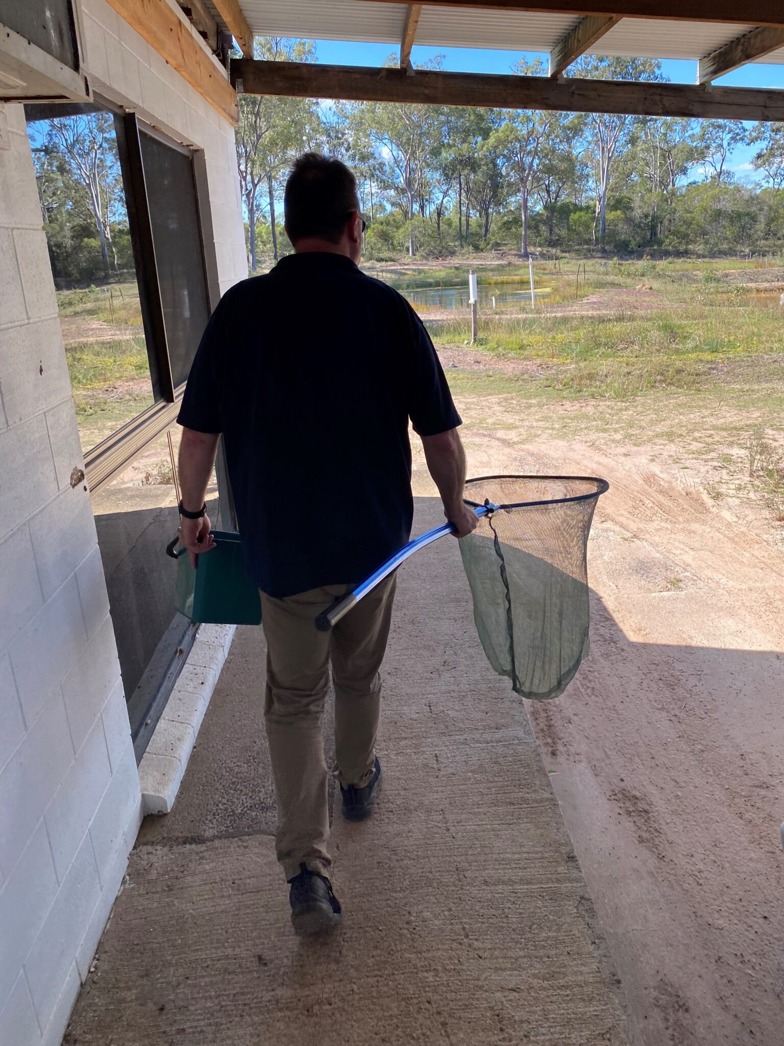 Pond Wallys - Aussie Fish Aquatics