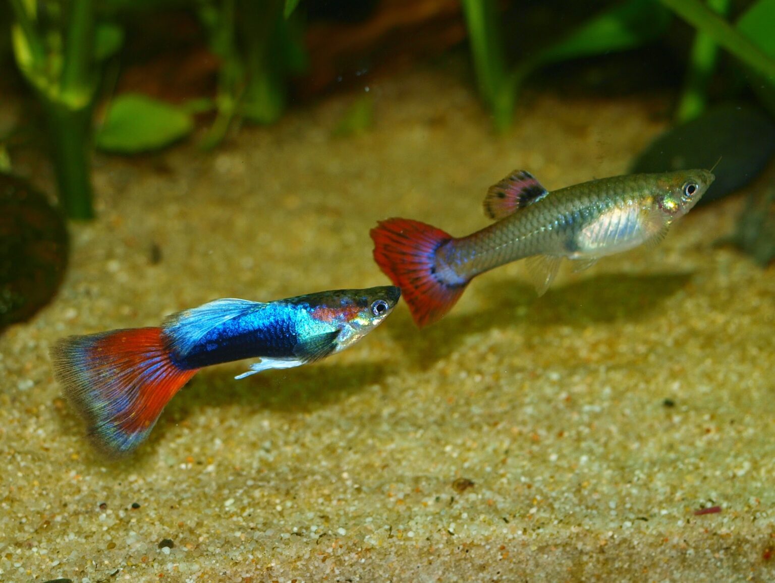 Exotic - Aussie Fish Aquatics