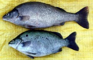 Aquaponics - Aussie Fish Aquatics